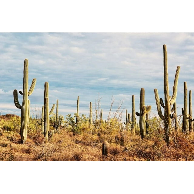 Desolate Desert Photography Background Green Plants Cactus Scenery ...