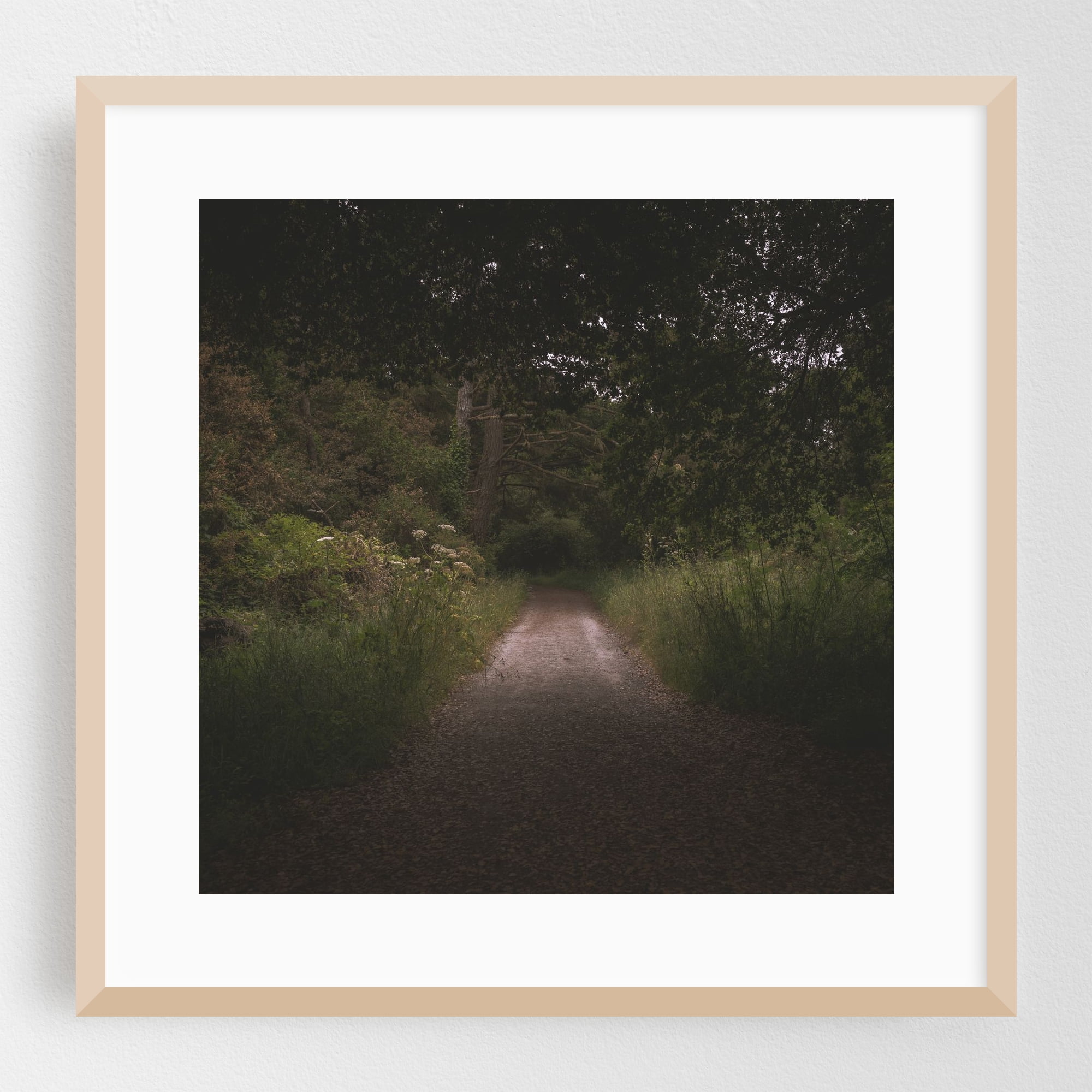 Despair of Fantasy - California Photography Forest Nature Woodland ...