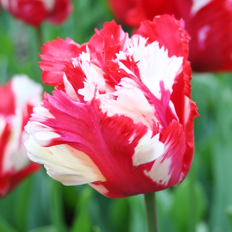 Destiny (Estella Rijnveld) Parrot Tulip Flower Bulbs - 10 Bulbs per ...