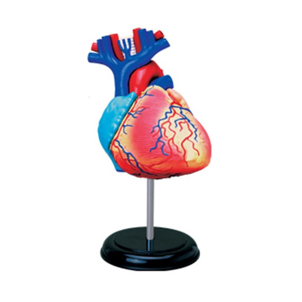 Detachable Human Anatomical Heart Model Human Organ Anatomical Model ...
