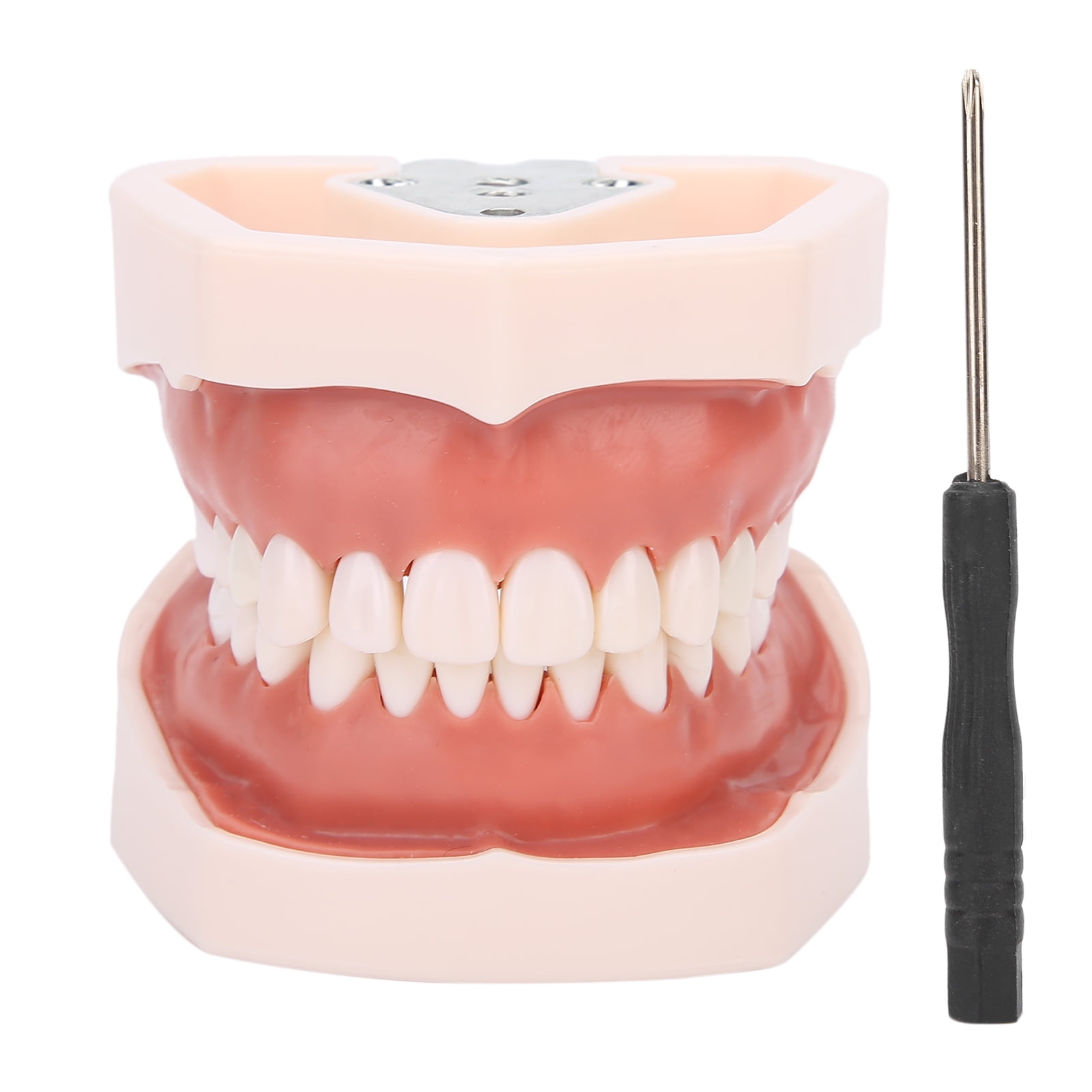Detachable Teeth Model Simulation Dental Teeth Model for Teaching ...