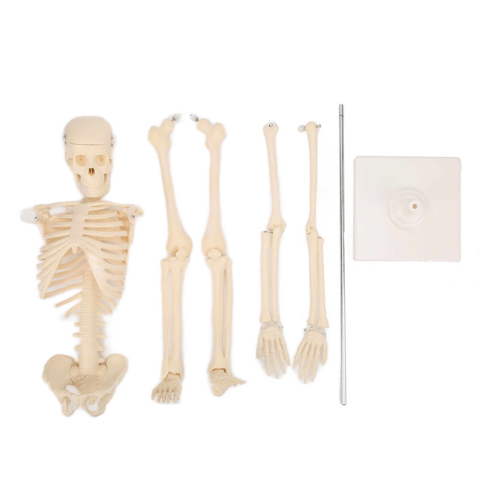 Detachable for Functional Anatomy Study and Research ABS Human Skeletal ...