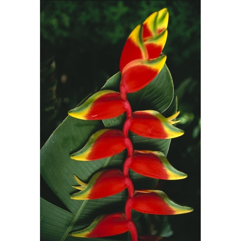 Detail Of Hanging Heliconia Against Leaf Bright Contrasting Colors ...