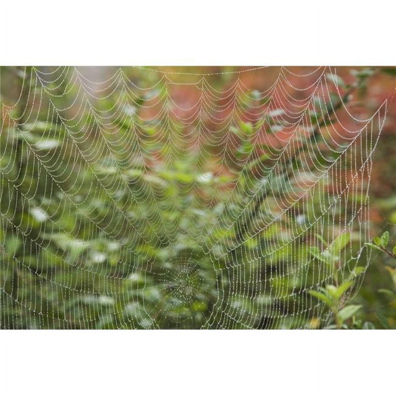 Detail of Spider Web Poster Print, 38 x 24 - Walmart.com