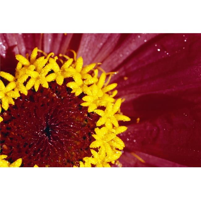 Detail of The Inside of A Flower Poster Print by Natural Selection ...