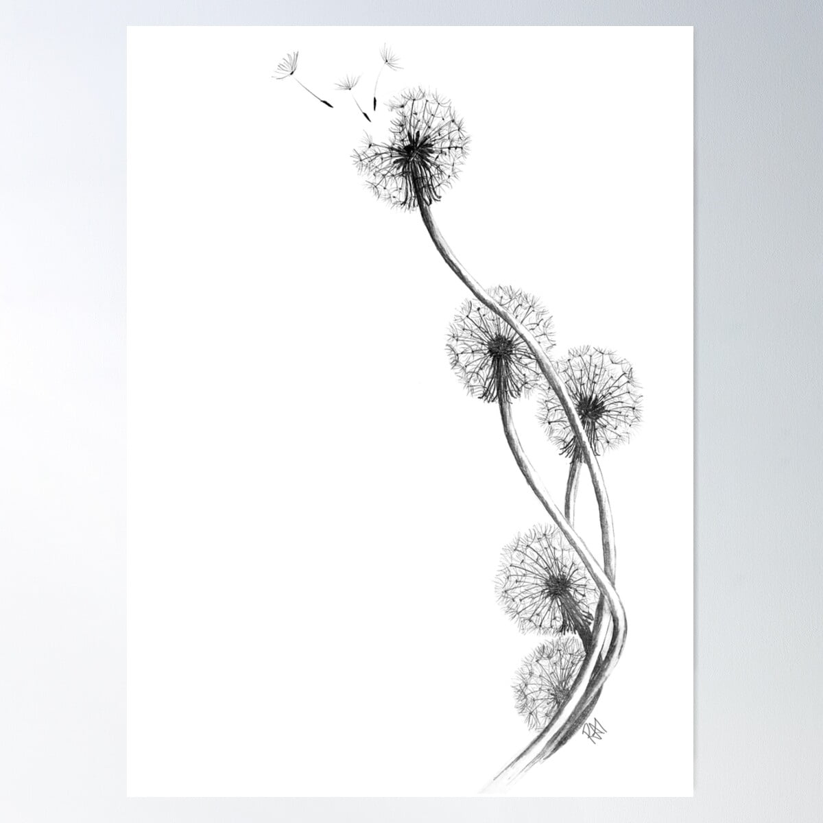 Detailed Drawing Of Dandelion Clocks Poster Wall Art, Modern Wall Decor ...