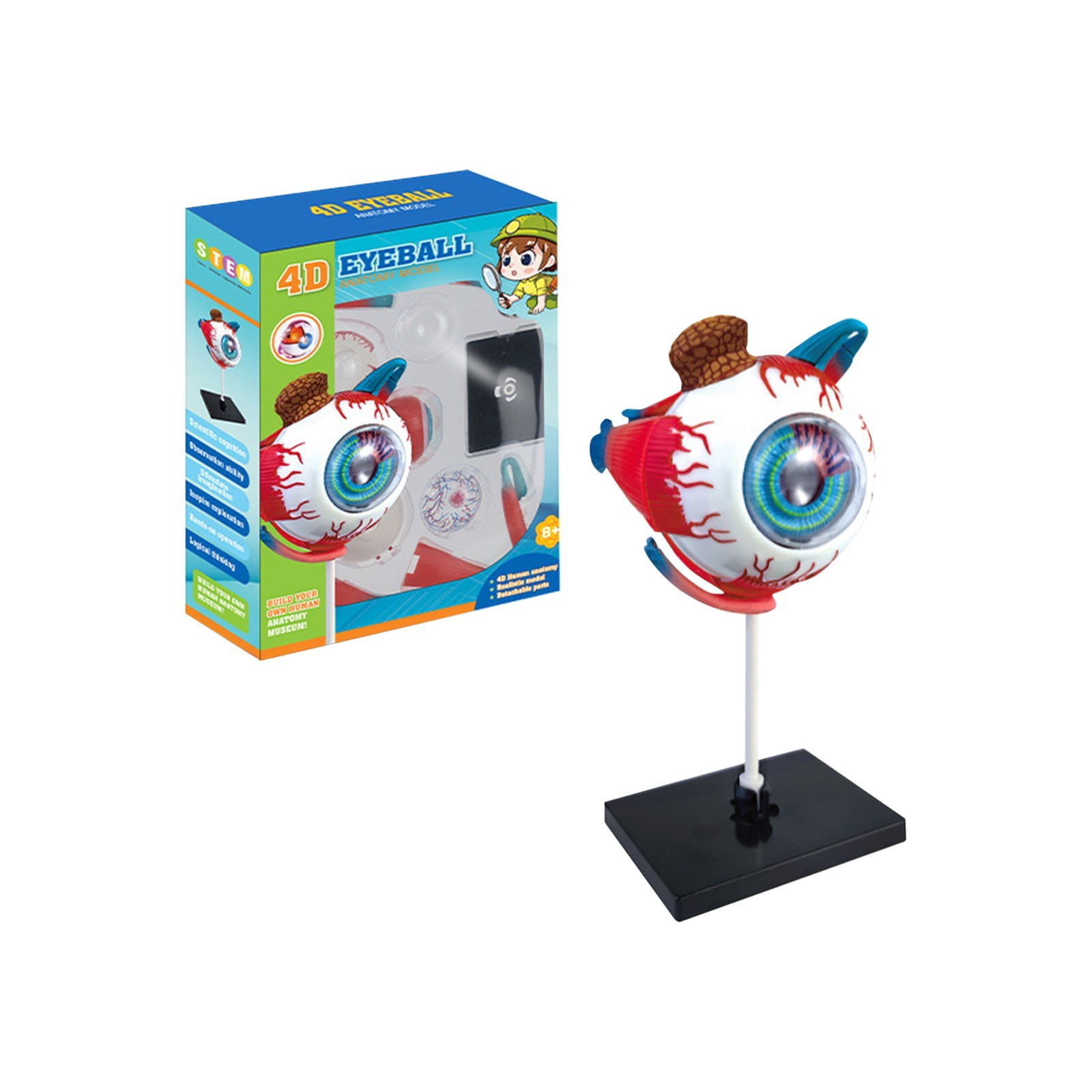 Detailed Human Eye Model with Removable Components, Ideal for Biology ...
