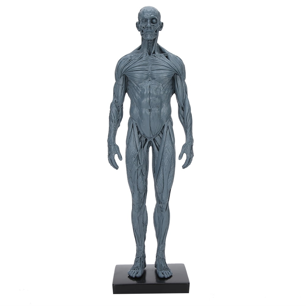 Detailed Muscle Structure for Educational Simulation and Study 30cm ...