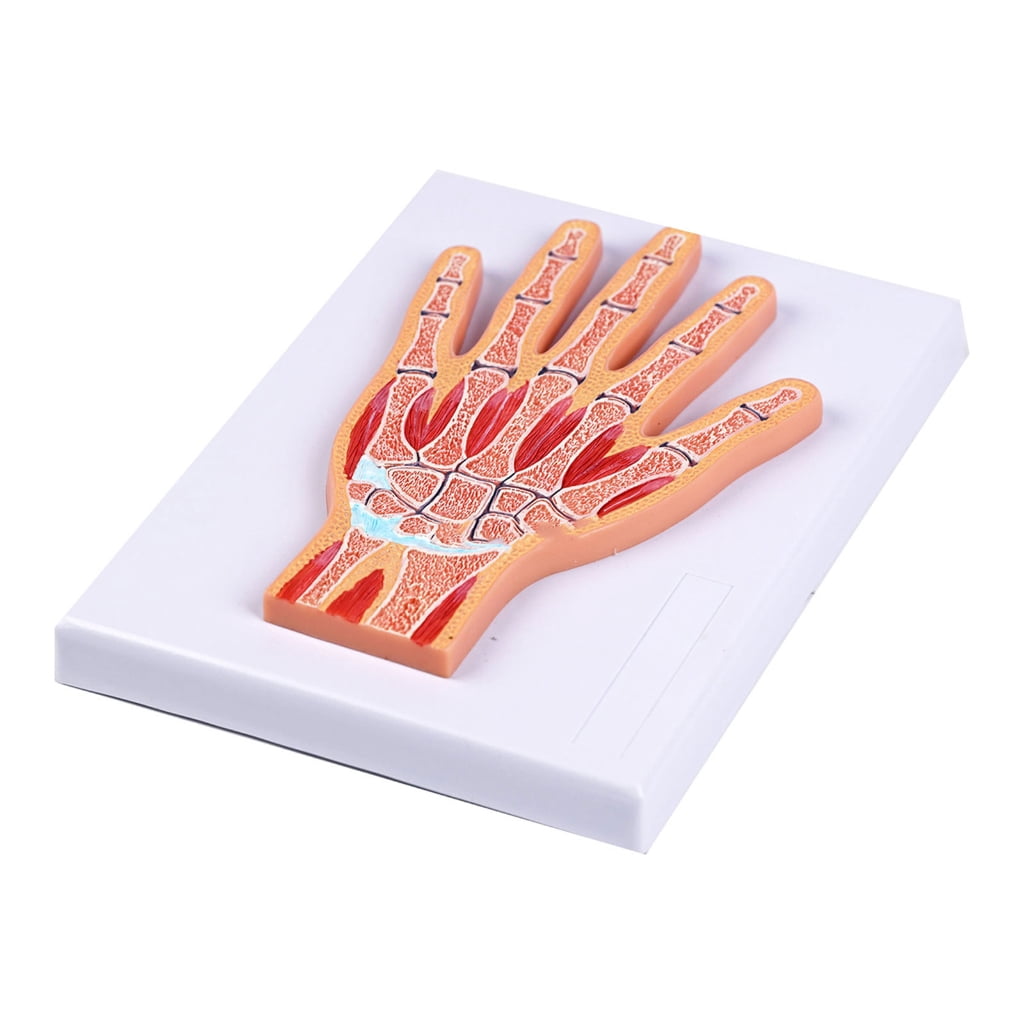 Detailed PVC Wrist Joint Model Anatomical Wrist Model Educational Tool ...