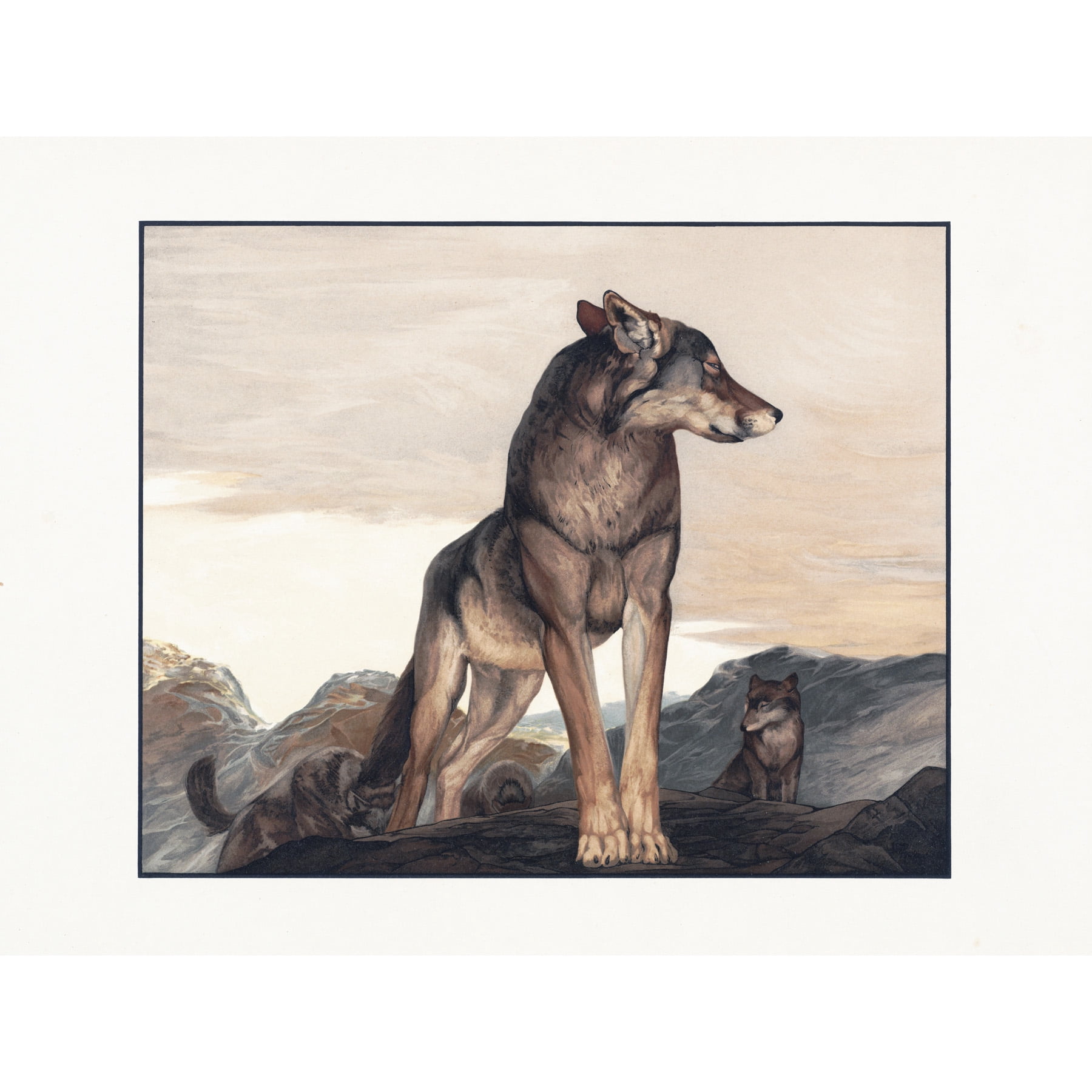 Detmold Akela Lone Wolf Jungle Book Painting Extra Large Art Print Wall ...