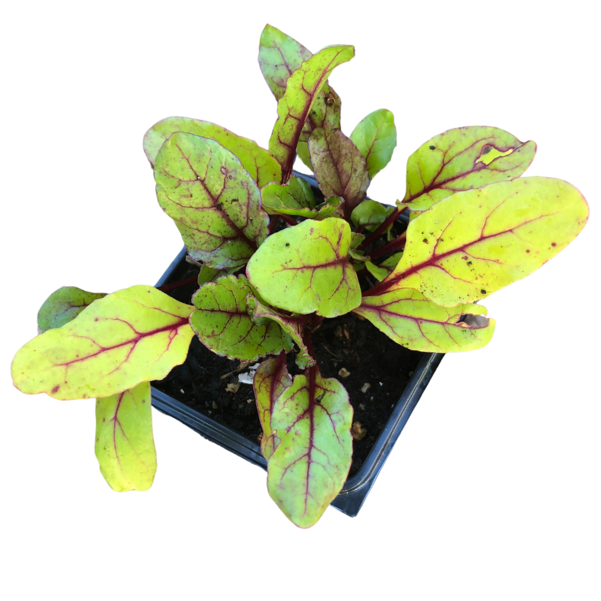 Detroit Dark Red Beet (Beta vulgaris) 500 seeds (14 grams) - Heirloom ...