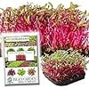 Detroit Dark Red Beet Microgreens Seeds for Planting, 100+ Heirloom ...