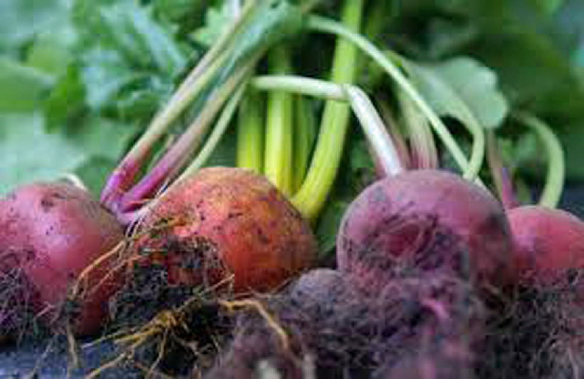 Detroit Dark Red Beet Seeds - 500 Count Seed Pack -Blood red Flesh That ...