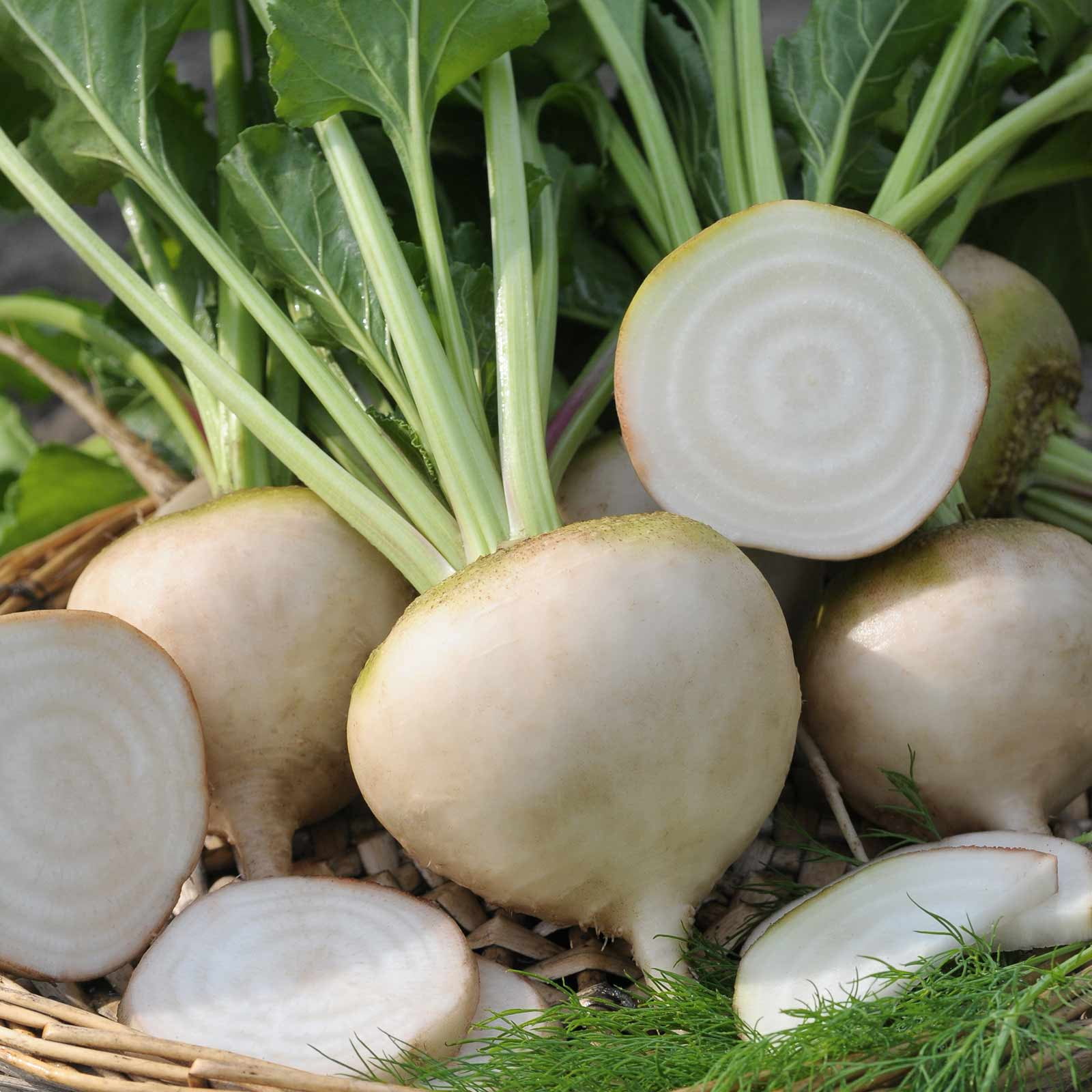 Detroit White Beet Garden Seeds - 1 Oz - Non-GMO Vegetable Gardening ...