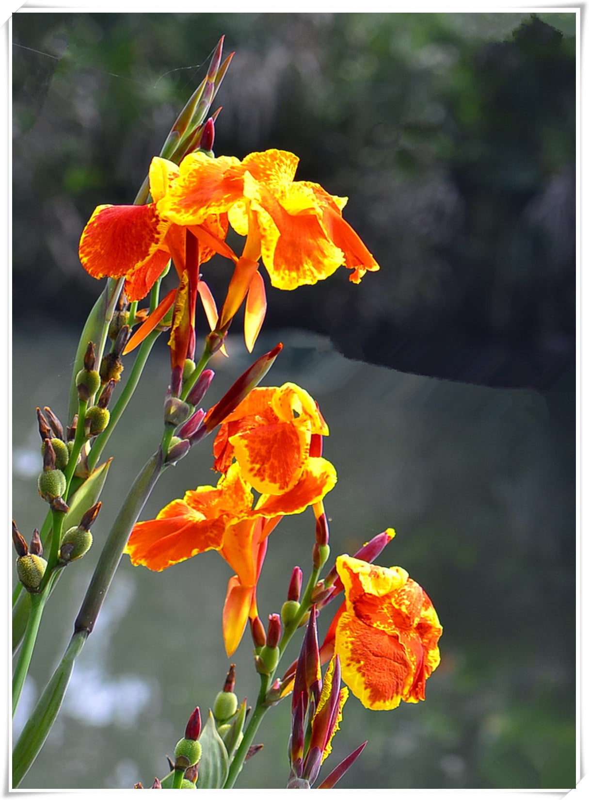 Devil May Cry Movie Poster - 11 x 17 in. - Walmart.com