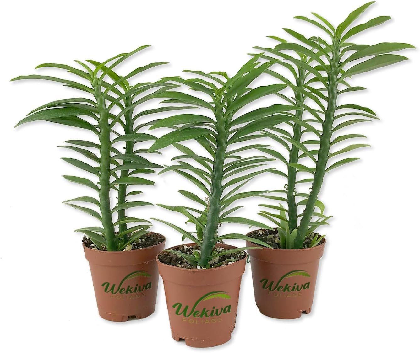 Variegated Devil's Backbone, Devil's Roots, Japanese Poinsettia ...