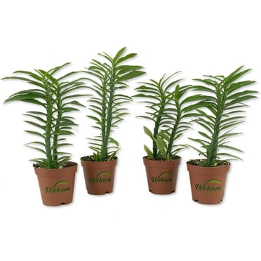 Variegated Devil's Backbone, Devil's Roots, Japanese Poinsettia ...