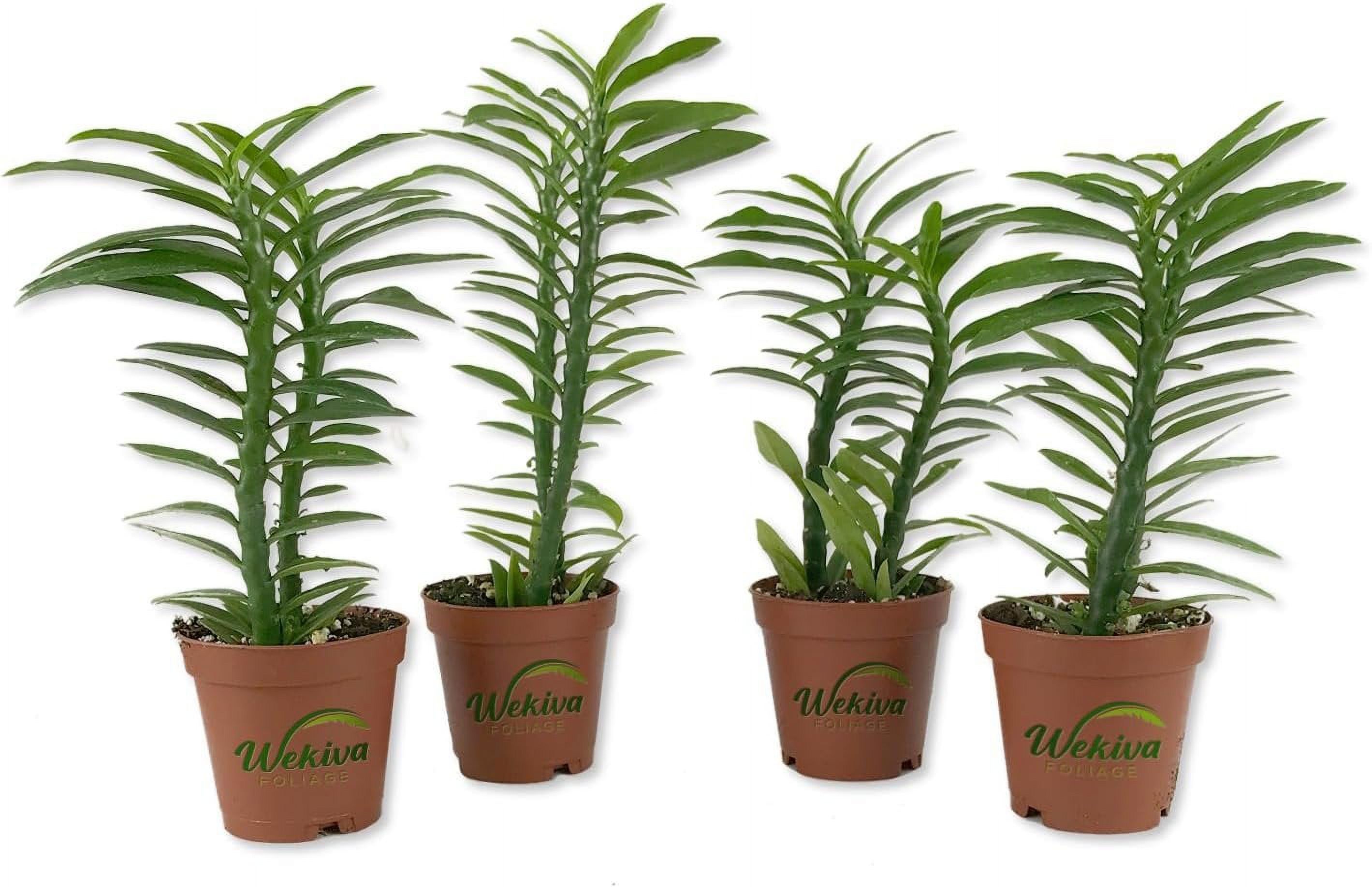 Variegated Devil's Backbone, Devil's Roots, Japanese Poinsettia ...