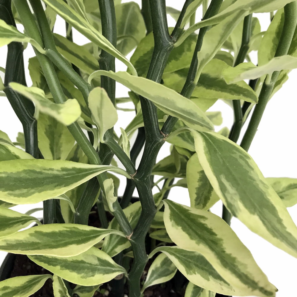 Devil's Backbone Plant, Pedilanthus, Red Bird Cactus, 6" Pot, Easy to ...