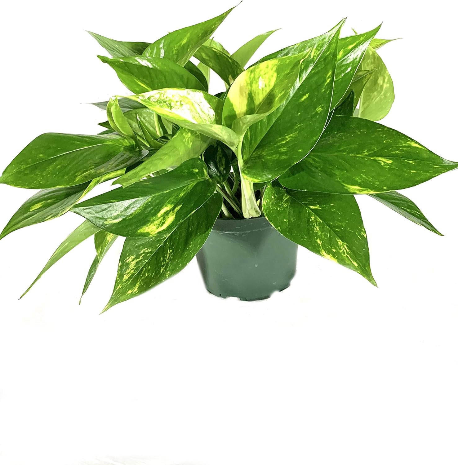 Devil's Ivy Pothos Plant - 3 Live Plants in 6 Inch Pots - Epipremnum ...