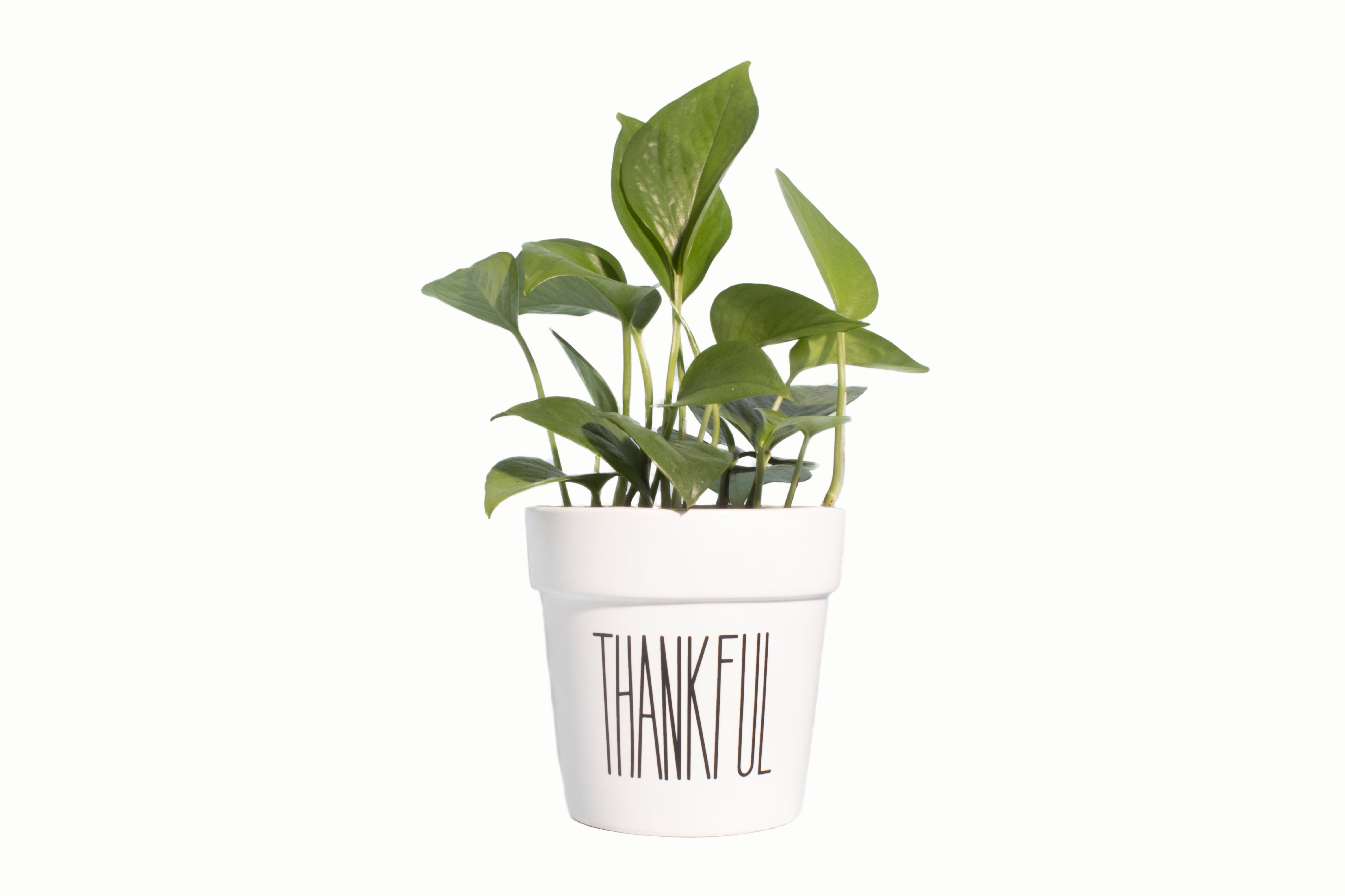Devil's Ivy Pothos Plant in 4" Ceramic "Thankful" planter - Walmart.com