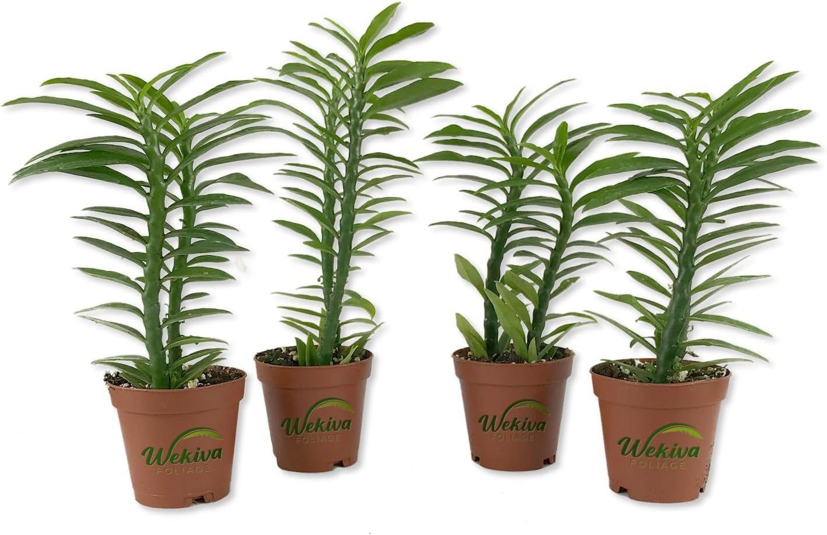 Devils Backbone - 4 Live Starter Plants in 2 Inch Pots - Pedilanthus ...