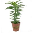 Devils Backbone - Live Starter Plant in a 2 Inch Pot - Pedilanthus ...