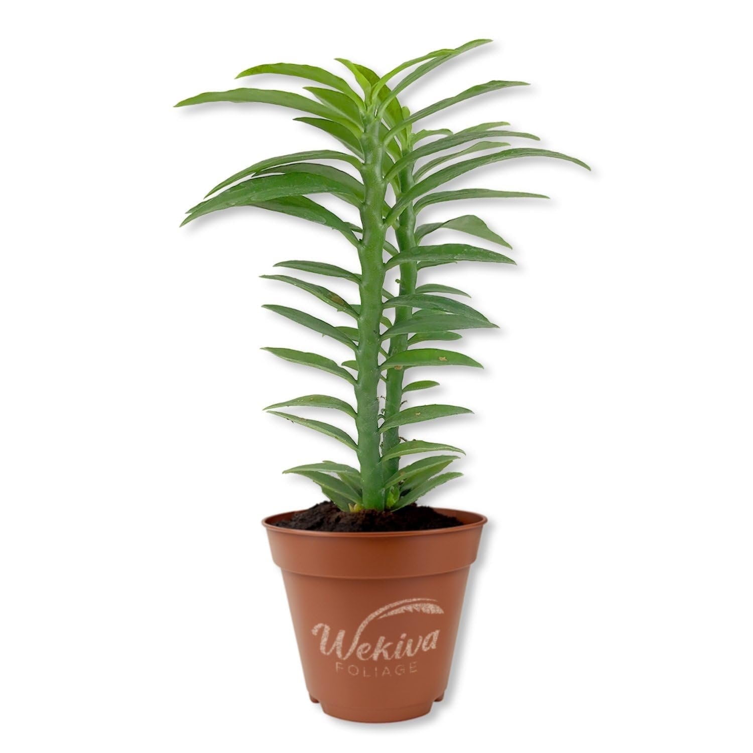 Devils Backbone Plant - 2 Live Starter Plants - Pedilanthus ...