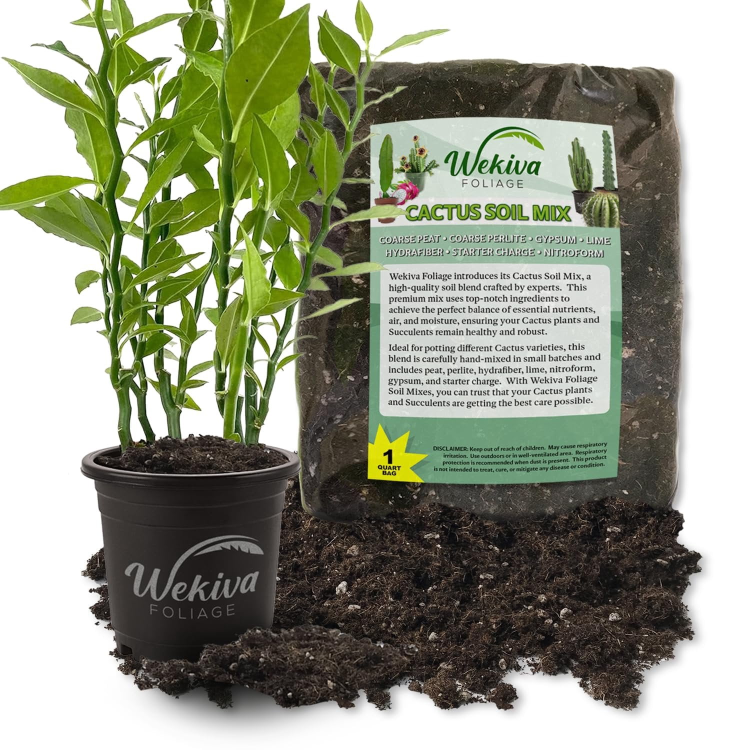 Devils Backbone Plant and Soil Mix Combo - Live Plant in a 4 Inch Pot ...