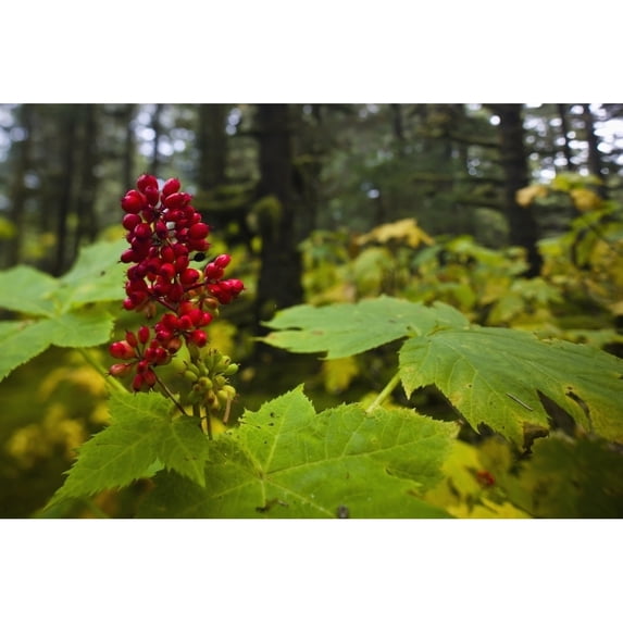 Devils Club Growing Under The Canopy Of Spruce Trees Kodiak Island ...