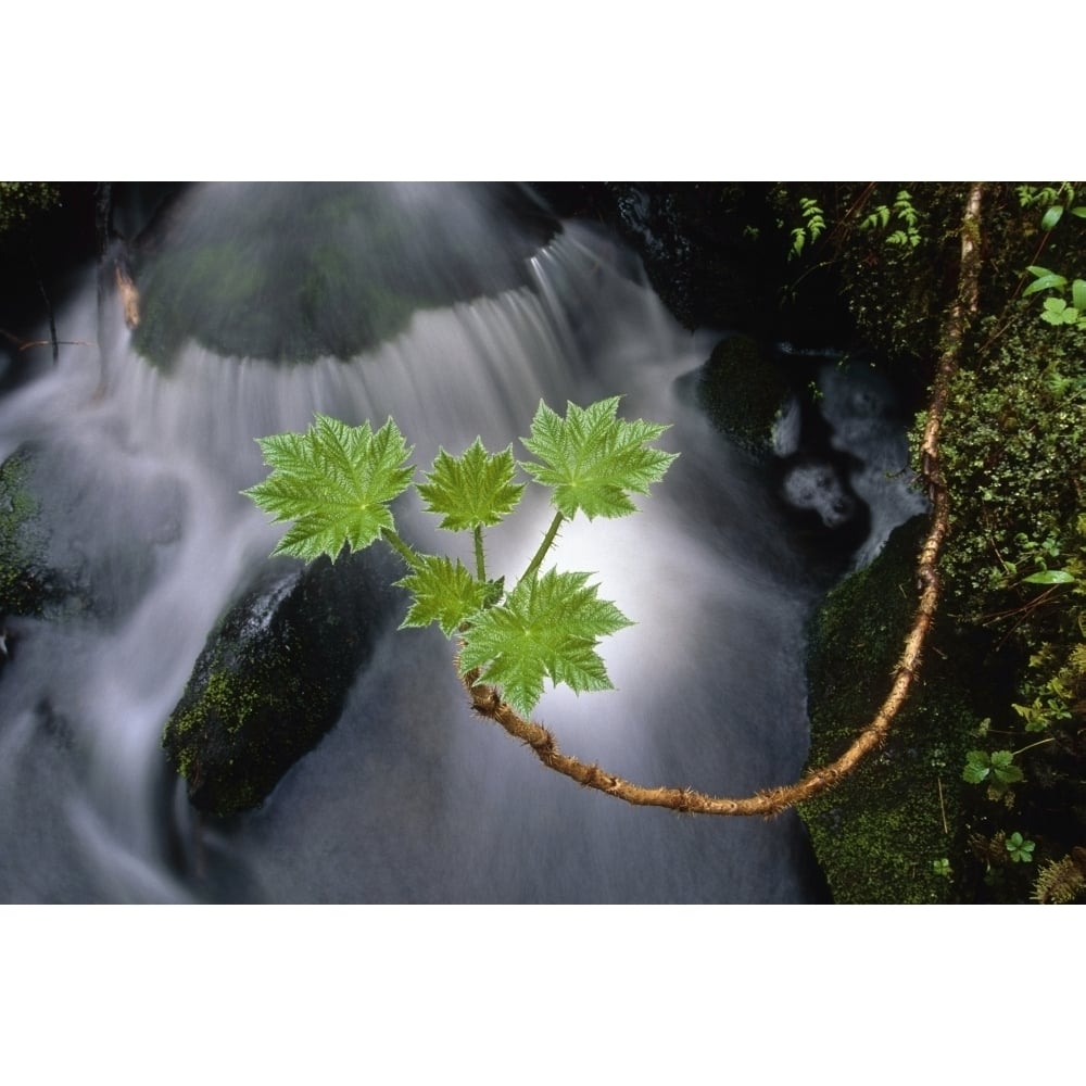 Devils Club Plant Leaves Over Stream Girdwood Sc Ak Summer Close-Up ...