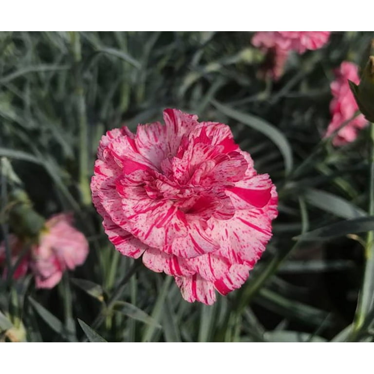 dianthus devon wizard
