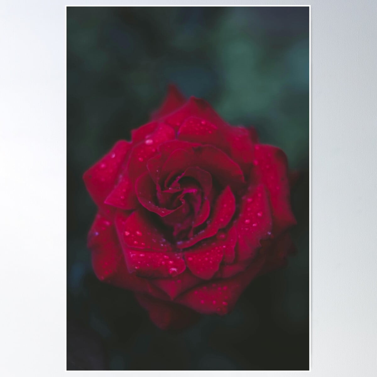 Dewy Red Rose Capturing It Vibrant Petals And Natural Beauty For You ...