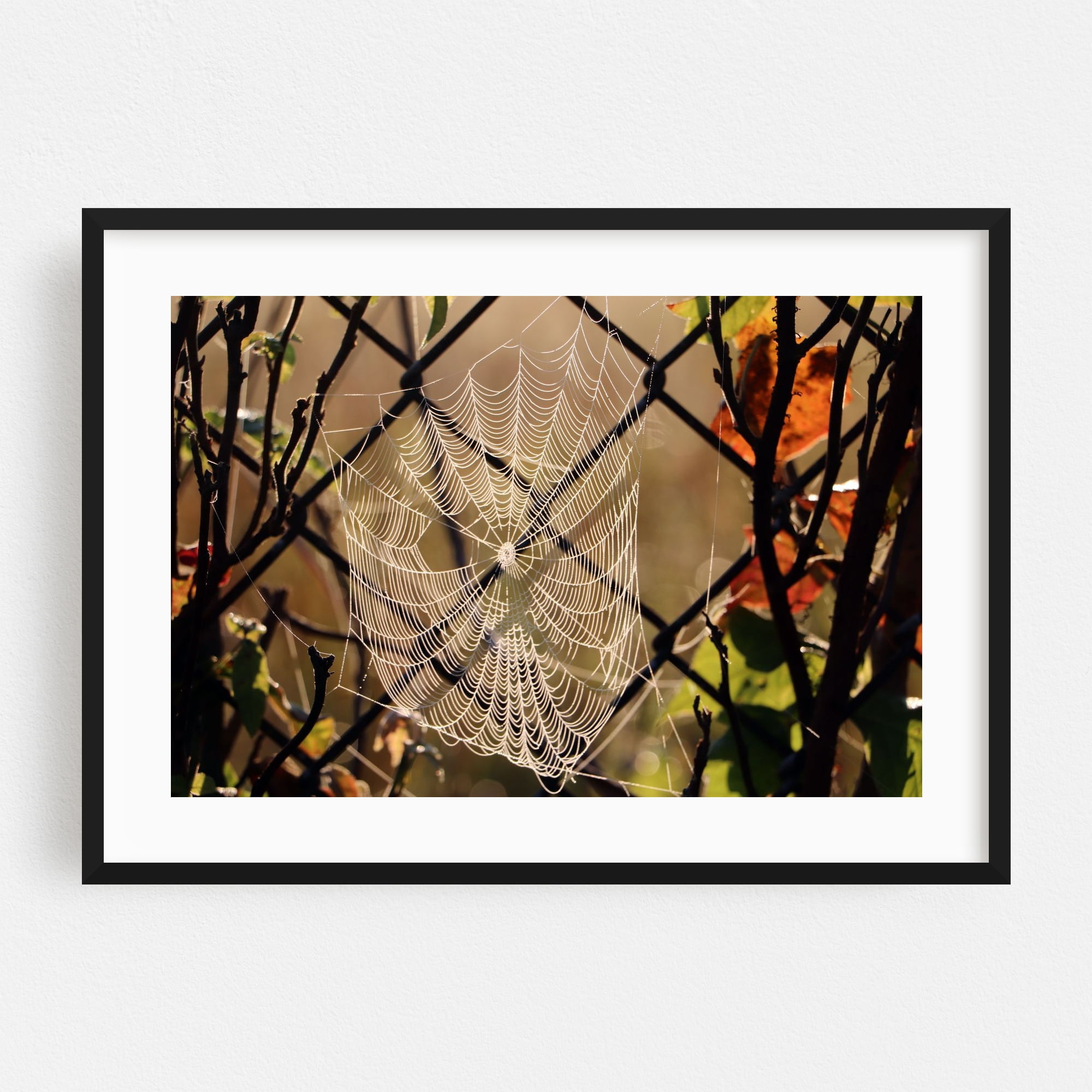 Dewy Spiderweb - Marshall Michigan Photography Nature Autumn Insect ...
