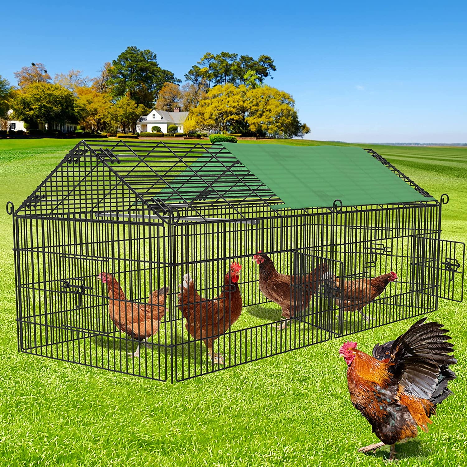 Extensive Chicken Farming