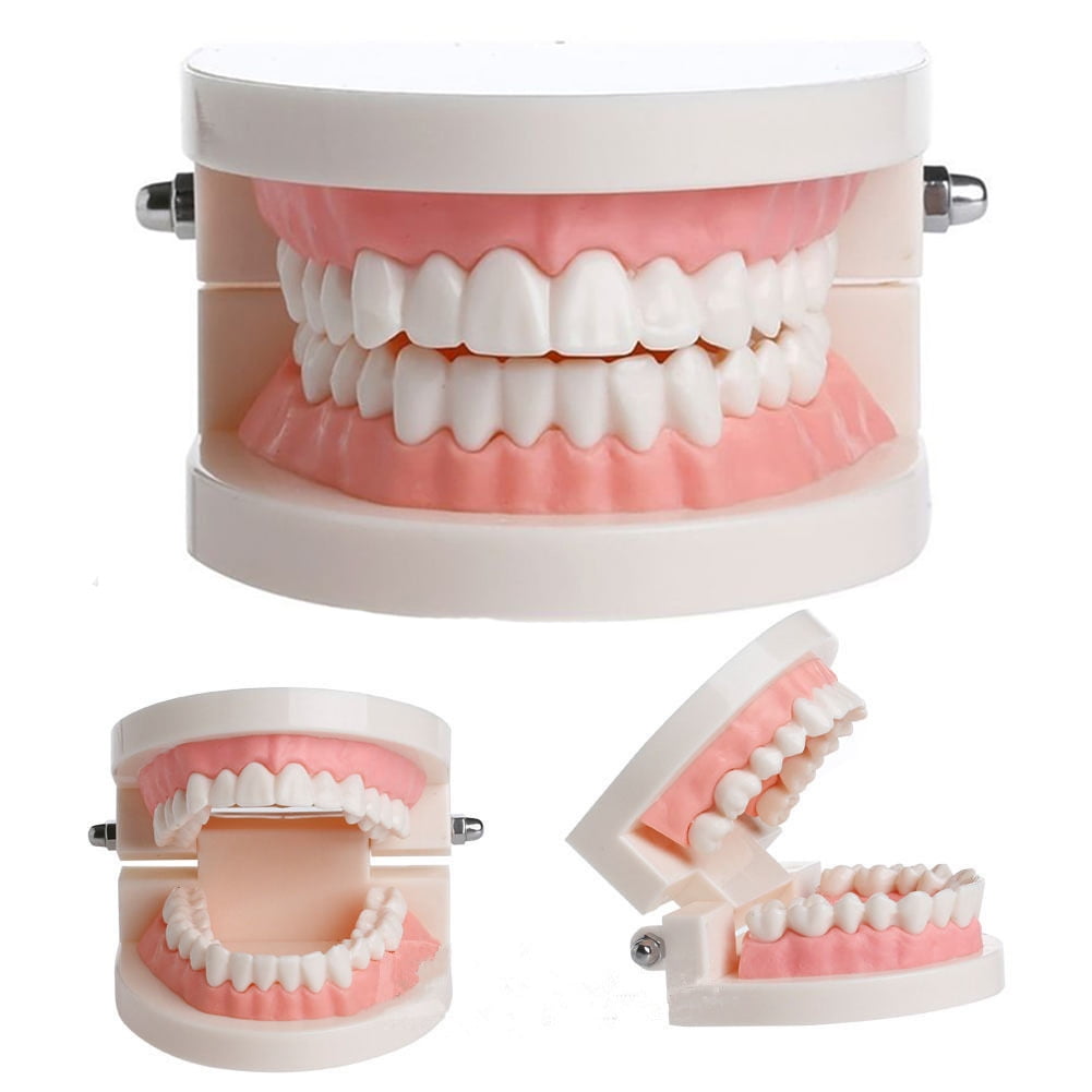 Deyuer Dental Study Teaching Teeth Model Oral Care Tooth Education ...