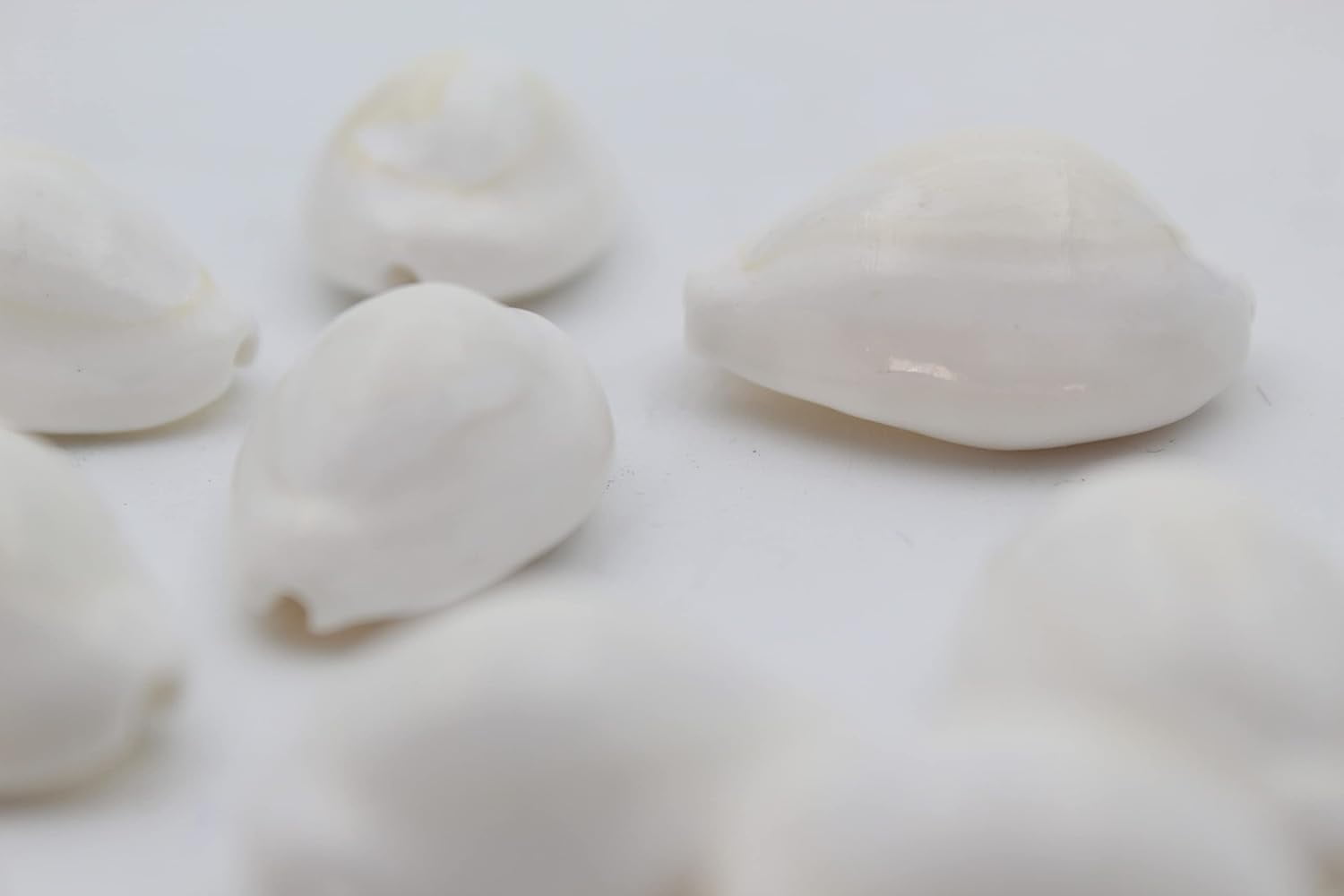 Dharmsaar Pure White Kodi Gavvalu Shells Safed Kodiya for Pooja ...