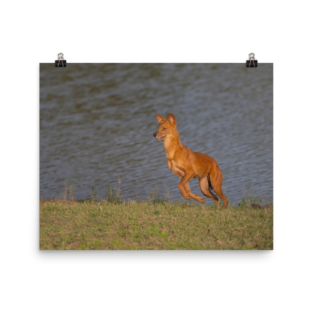 Dhole ! - Photo paper poster (16″×20″) - Walmart.com