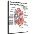 Diagram and Anatomy of The Heart Cardiology Knowledge Poster Canvas ...