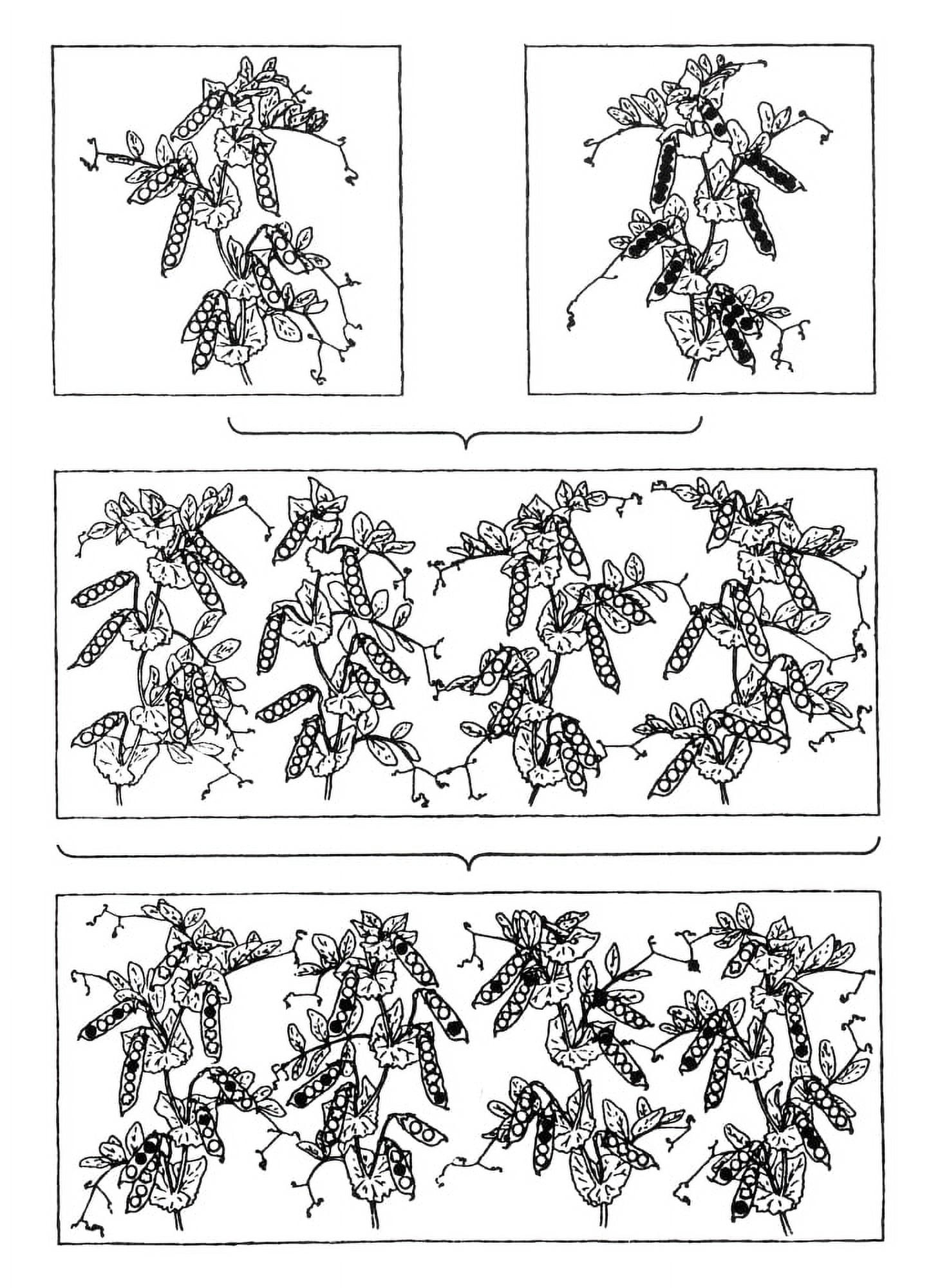 Diagram Gregor J. Mendel N(1822-1884). Austrian Botanist. Diagram Of ...