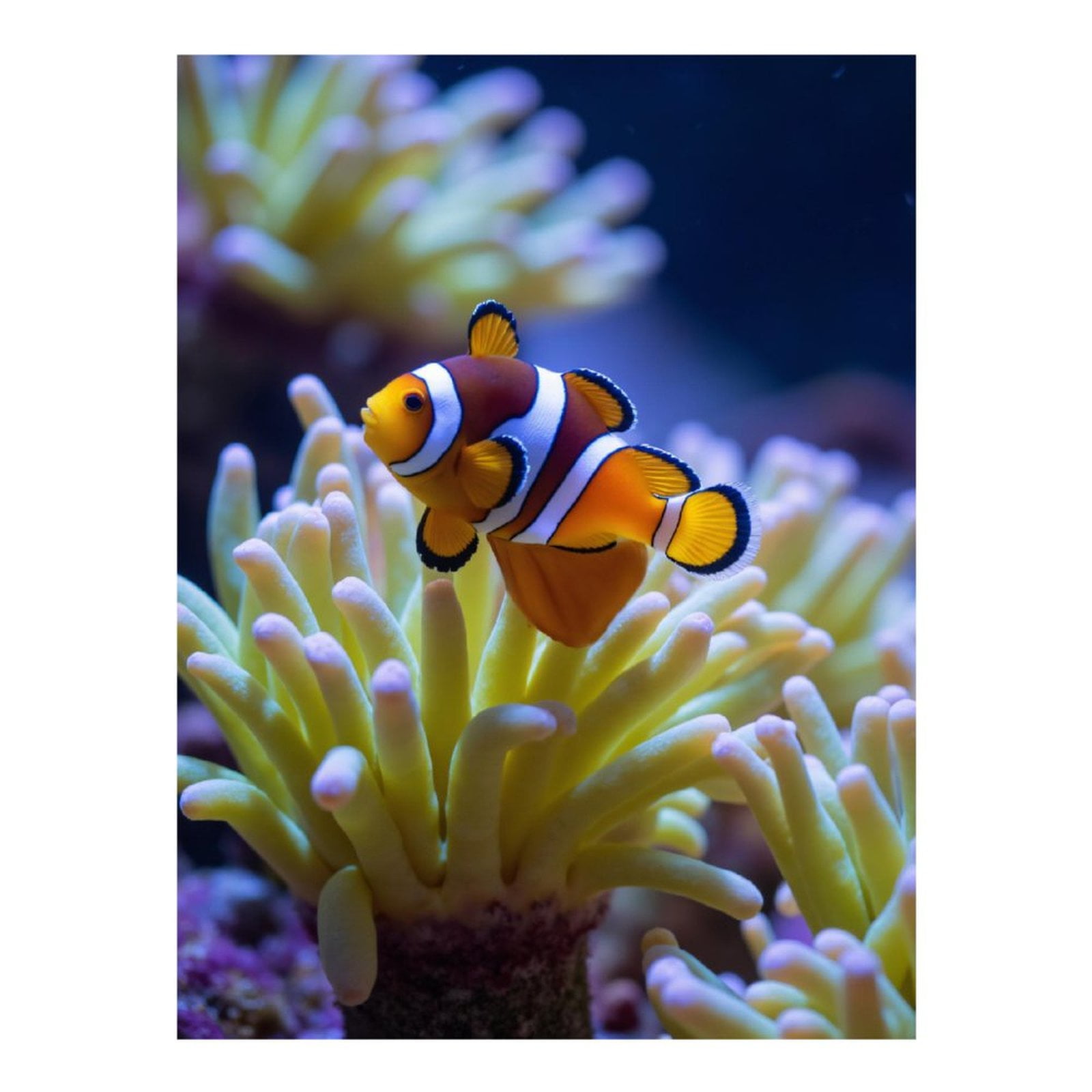 Diamond Art Kit for Adults, Clownfish Coral Reef Underwater Scene ...