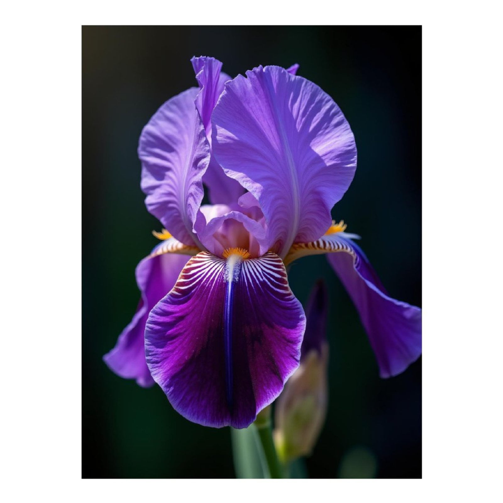 Diamond Art Kit for Adults, Purple Elegant Iris Bloom Diamond Painting ...