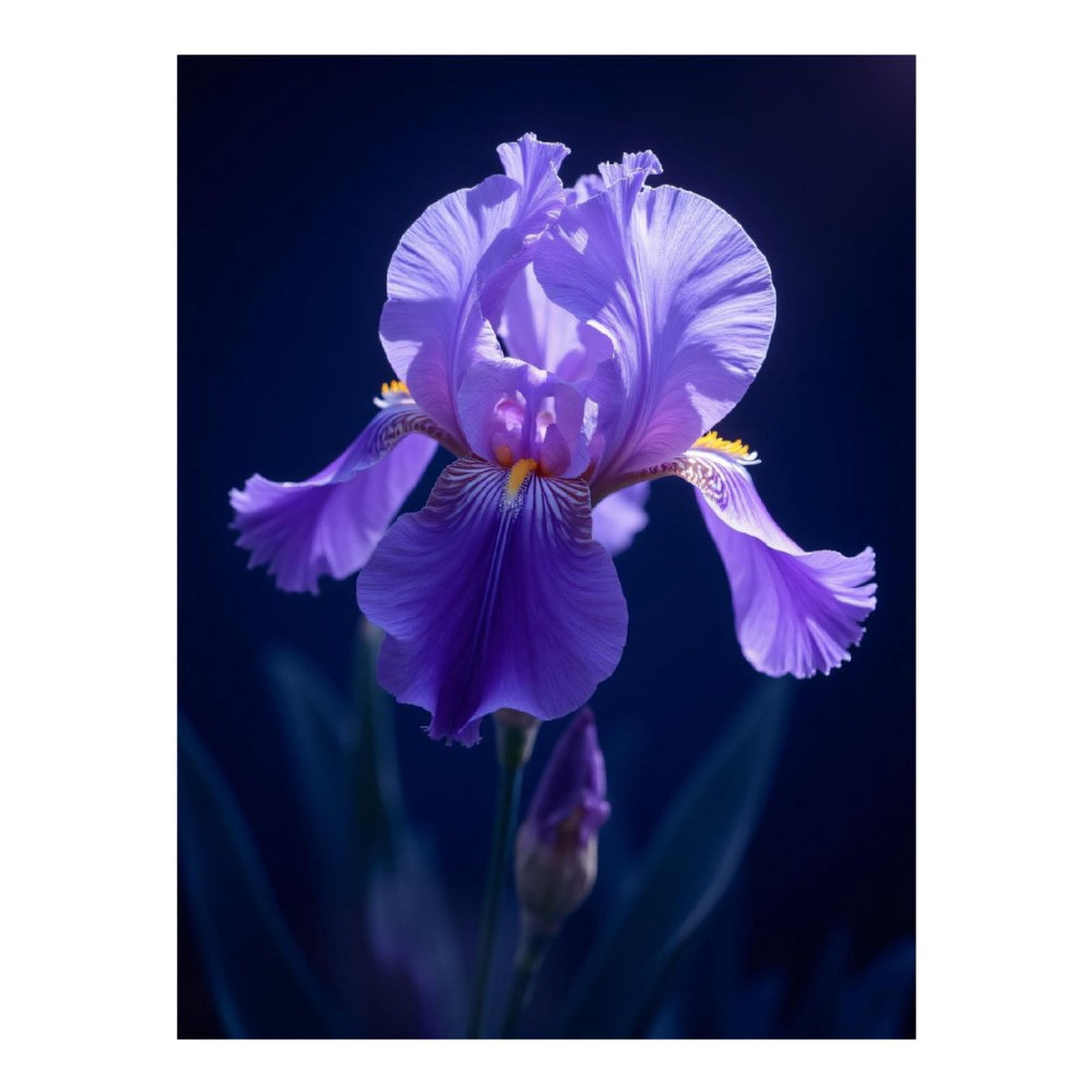Diamond Art Kit for Adults, Purple Iris Blossom Elegance Diamond ...