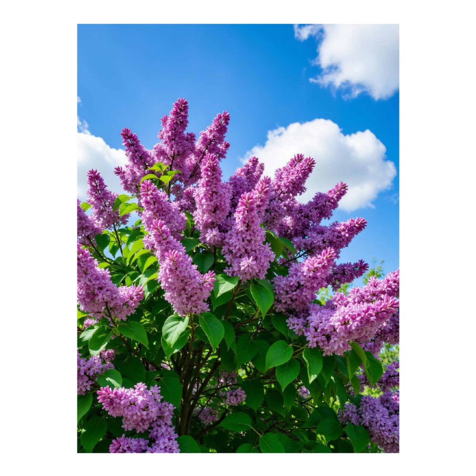 Diamond Art Kit for Adults, Purple Lilac Blossoms Blue Sky Diamond ...