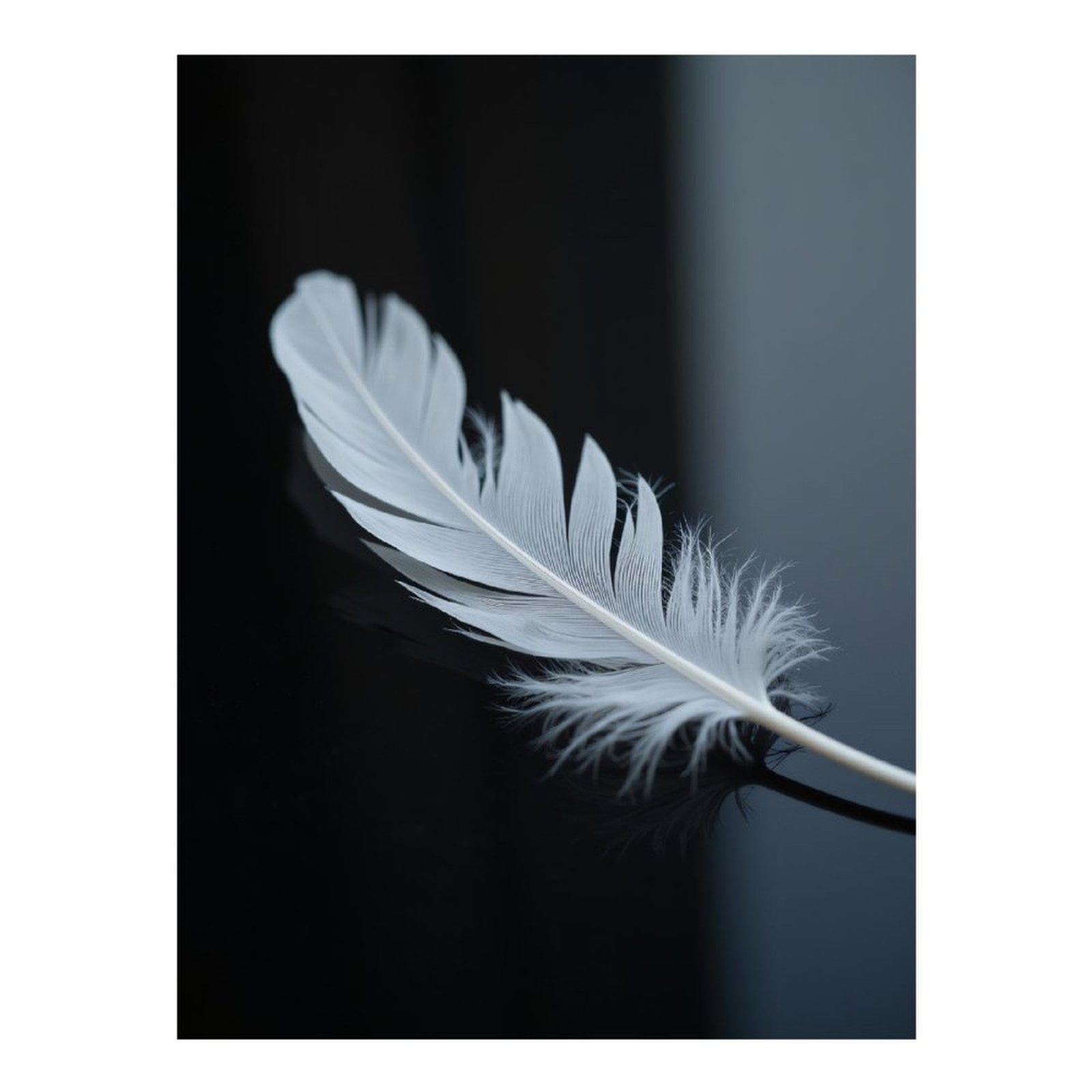 Diamond Art Kit for Adults, White Feather Black Background Diamond ...