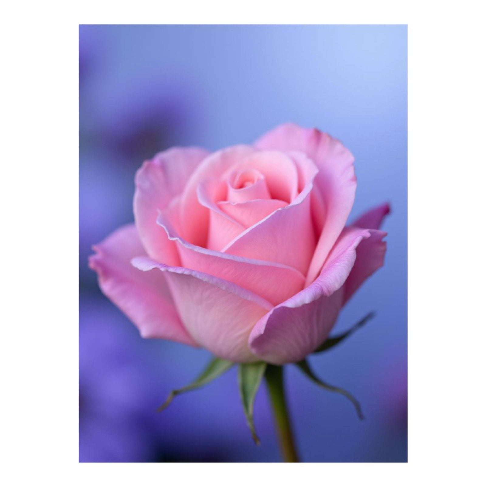 Diamond Art Kits for Adults - 5d Pink Rose Close-Up Soft Petals Diamond ...