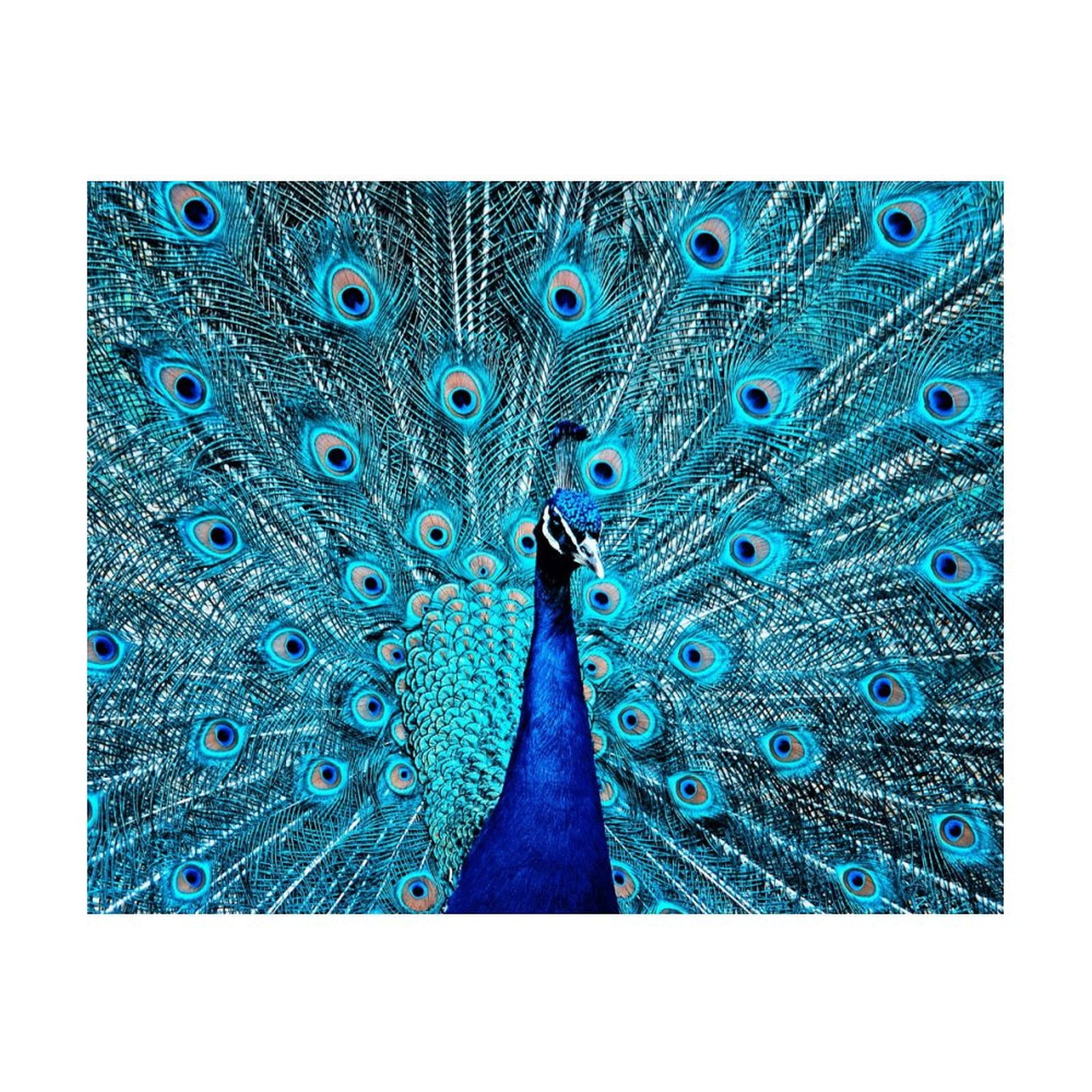 Diamond Art Kits for Adults - Beautiful Blue Peacock DIY Diamond ...