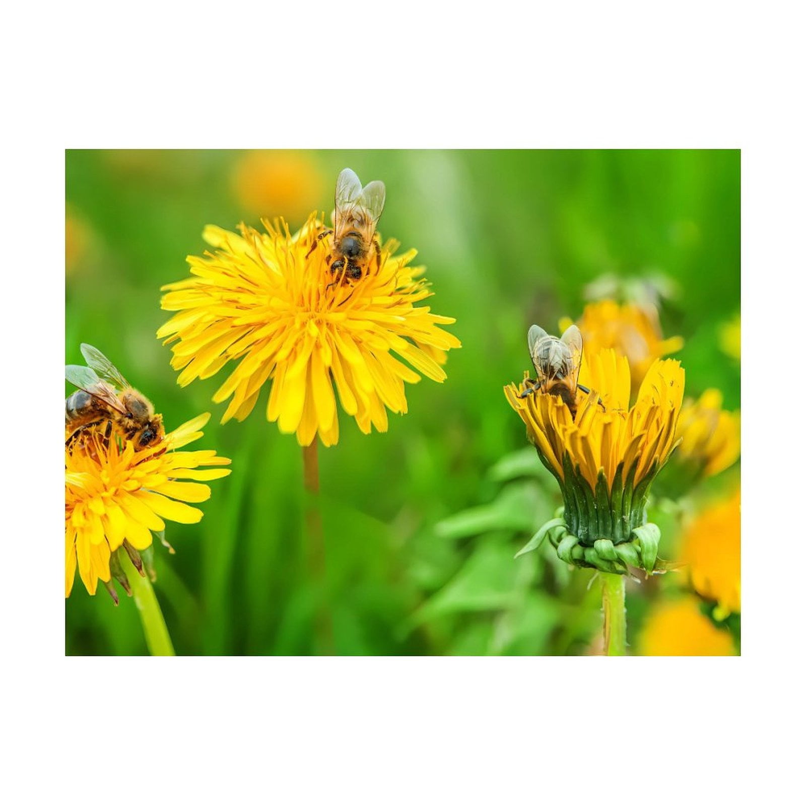 Diamond Art Kits for Adults - Bees Pollinates A Yellow Dandelion DIY ...