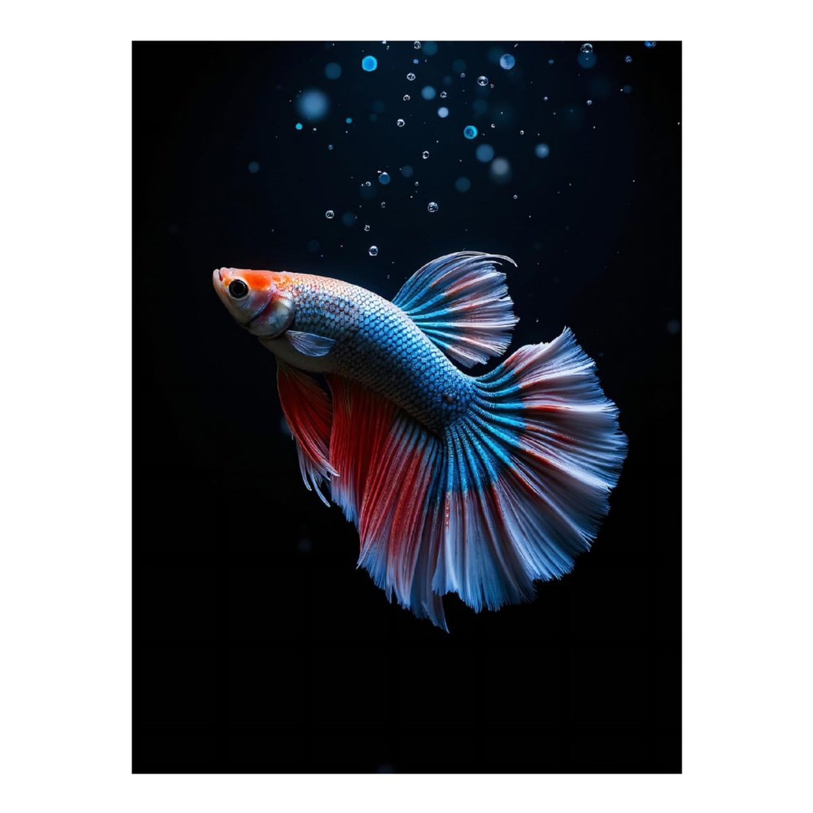 Diamond Art Kits for Adults, Betta Fish Vibrant Fins Water Bubbles 5D ...