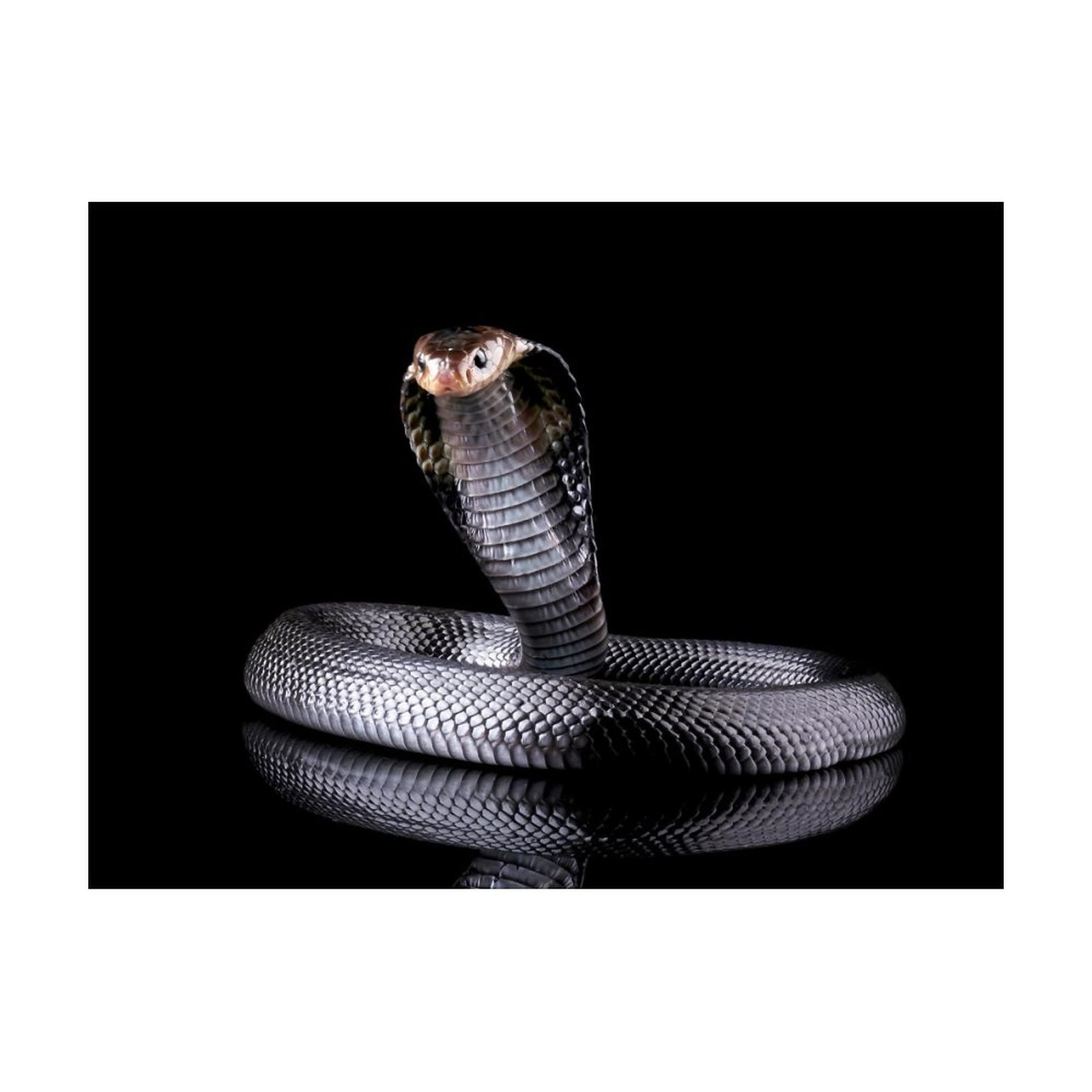 Diamond Art Kits for Adults, Black Cobra SnakeDiamond Painting Kits for ...